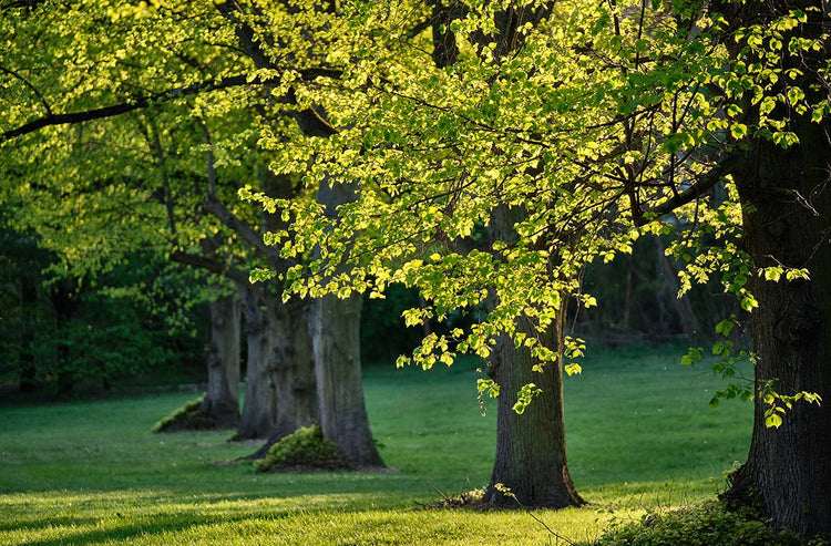 Trees – KeanesGardenCentre